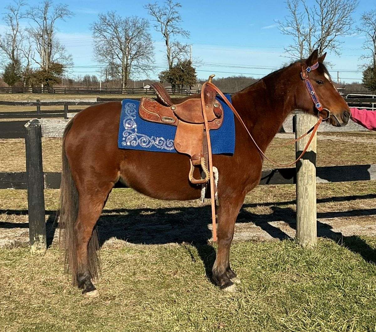Noki ~ Lesson Pony or for Your Kids, Rides Western and English.