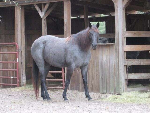 Big Beautiful Blue Roan Mare