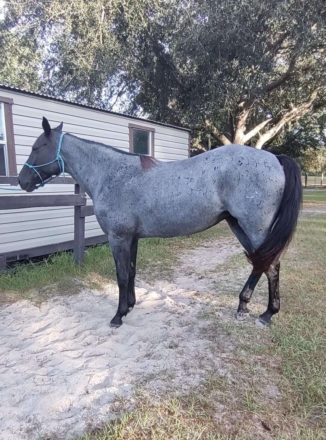 Big Beautiful Blue Roan Mare