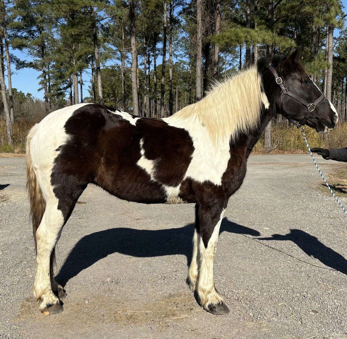 Spotted Draft Mare