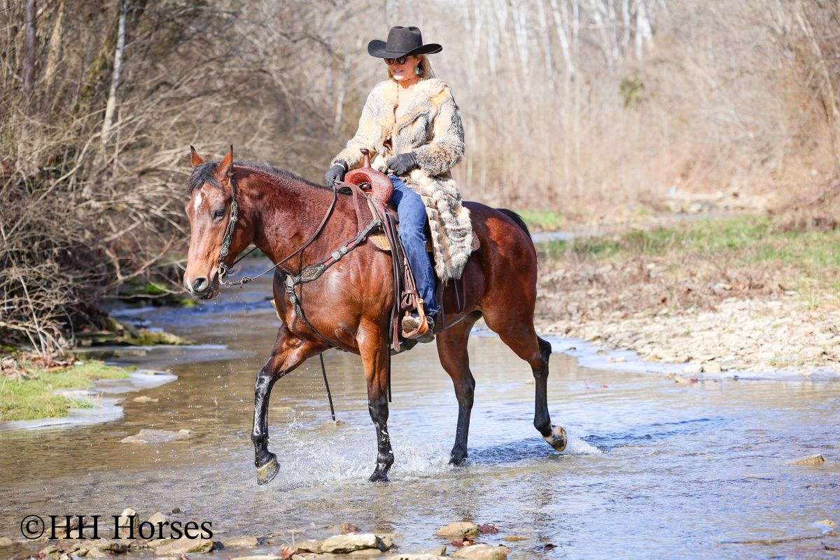 Really Nice Bay Quarter Horse Mare, Ropes, Trail Ride, Arena Work, Ranch