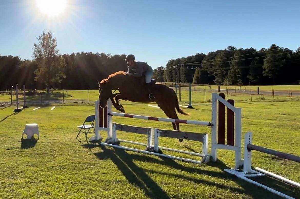 Chestnut TB Gelding