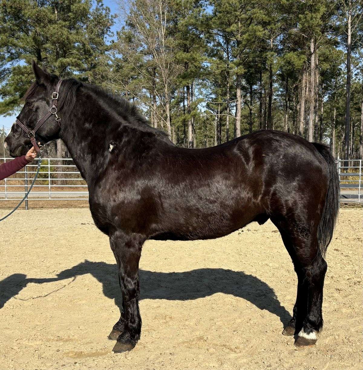 Black Crossbred Gelding