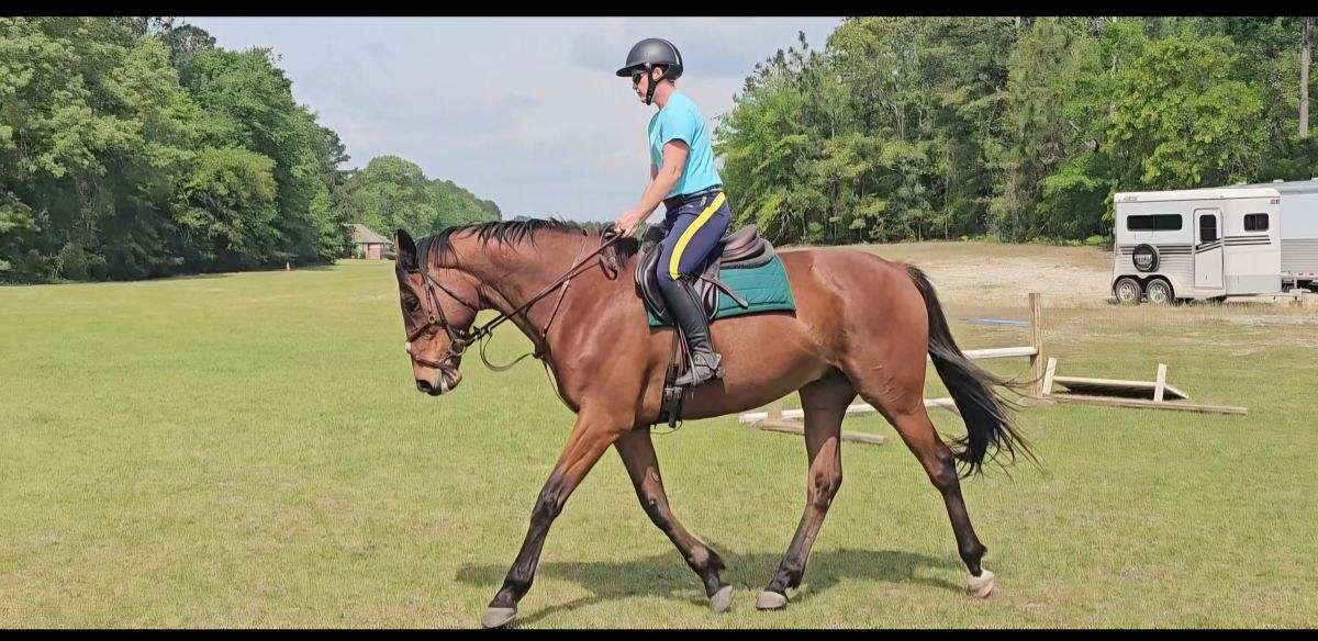 Beautiful OTTB 8 yo Gelding