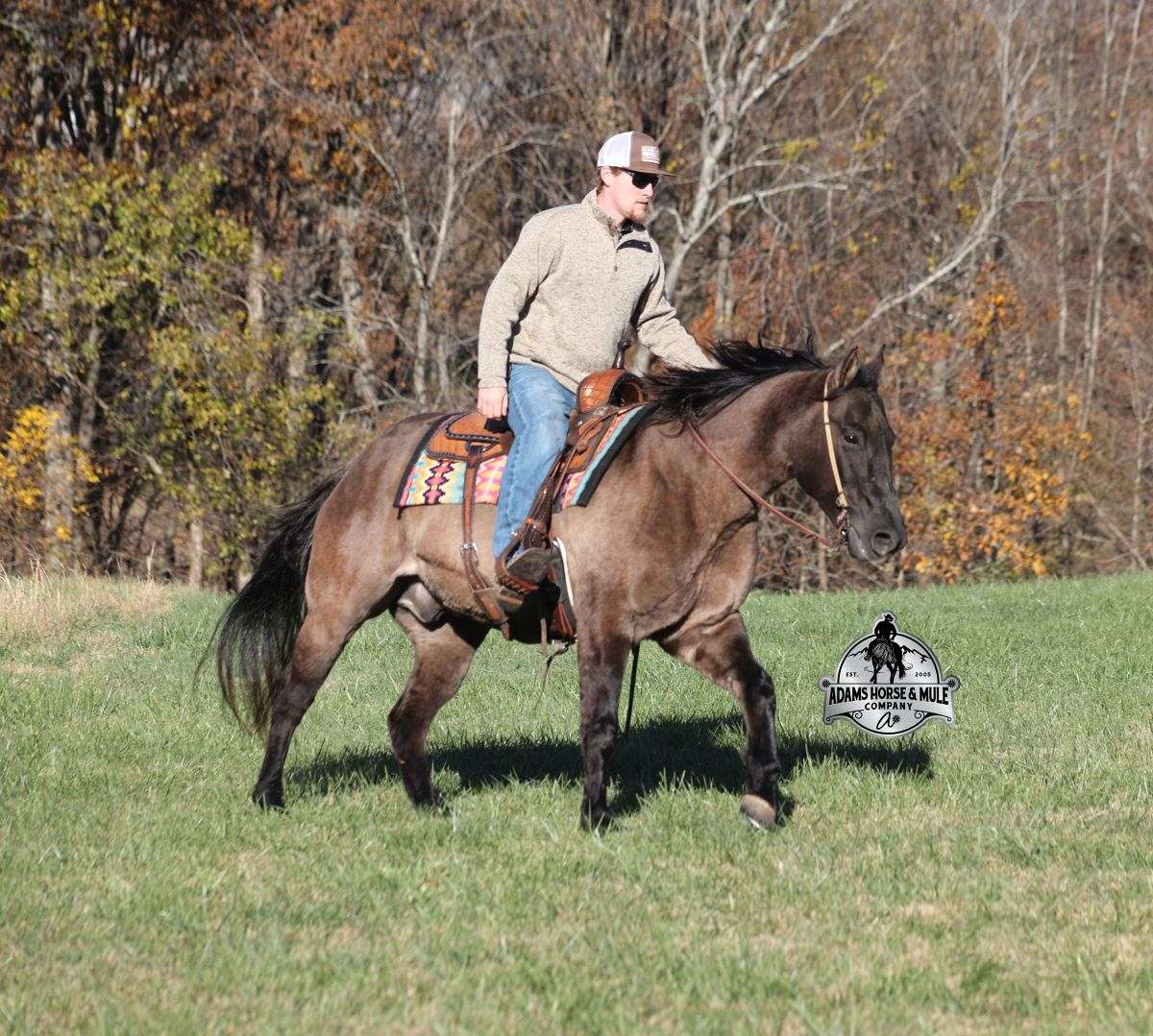Laramie - Beautiful & Stout Built 10 Yr Old Grulla Quarter Horse Gelding!