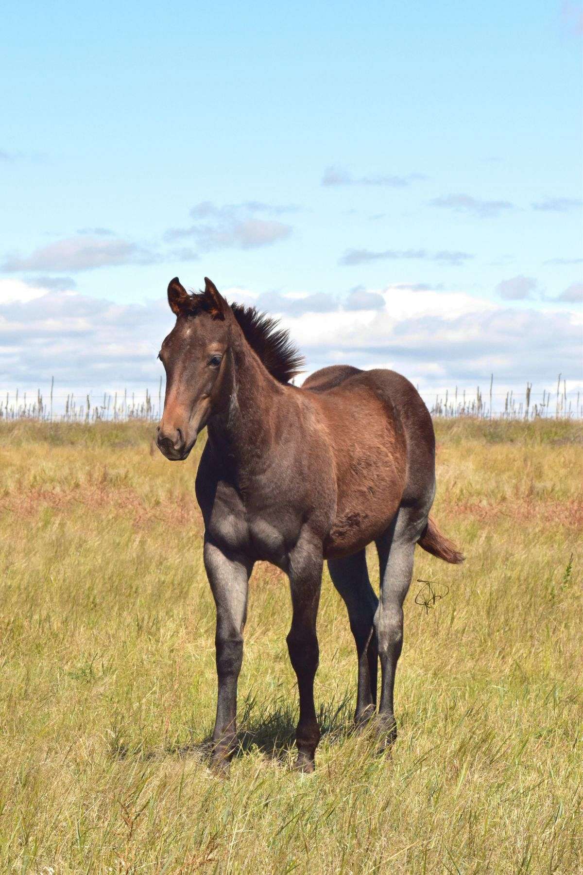 Kiehnes Metallic***2025 Metallic Cat Granddaughter