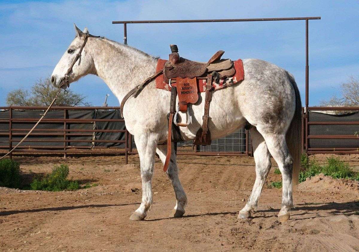 Watch Redbaron Ace -- Finished Head Horse