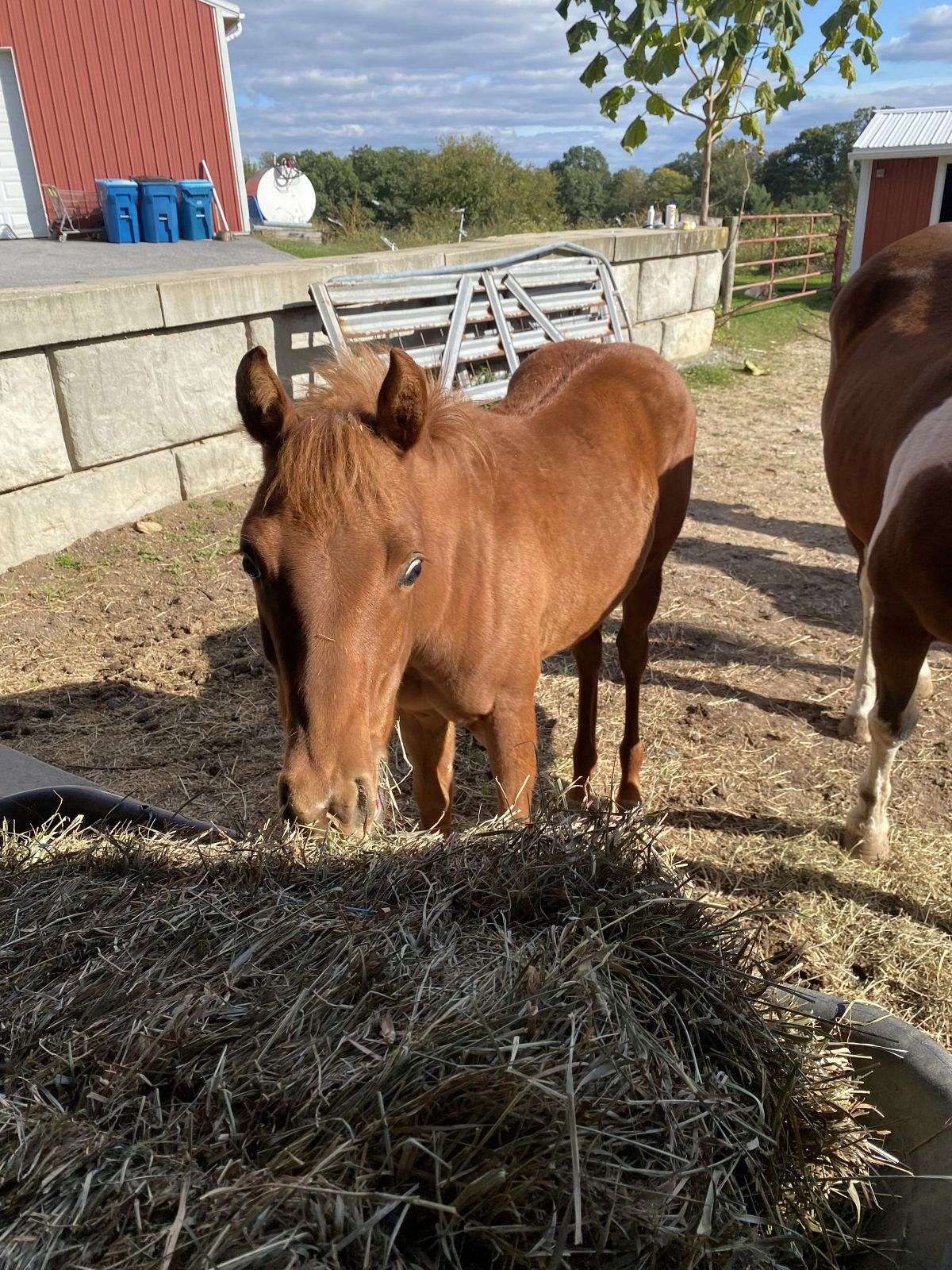 2025 Paint Filly