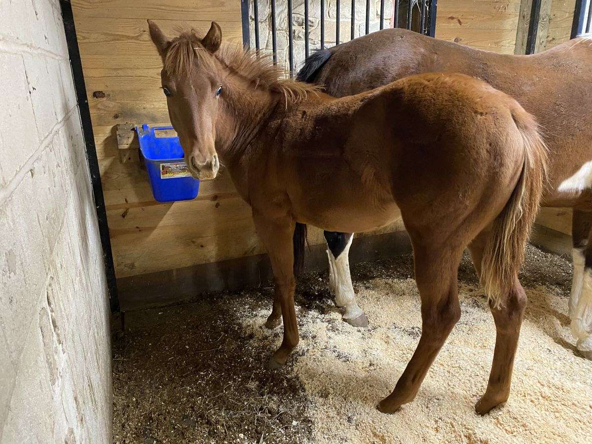 2025 Paint Filly