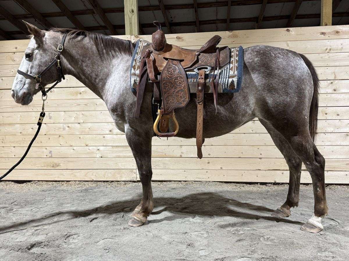 Penelope “.. Farm Downsizing. Lovely 13.2 HH POA