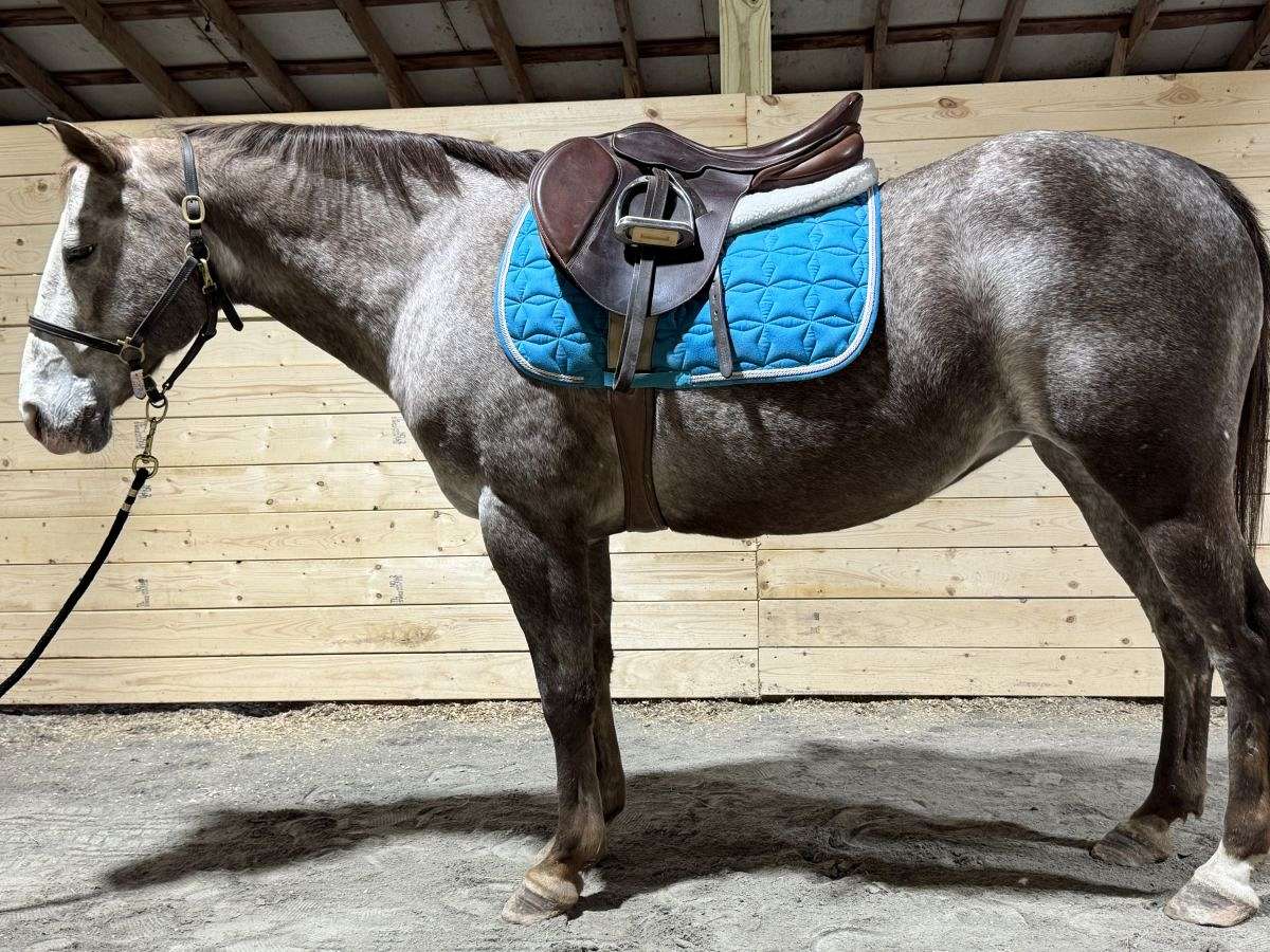 Penelope “.. Farm Downsizing. Lovely 13.2 HH POA