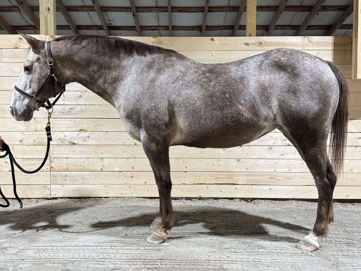 Penelope “.. Farm Downsizing. Lovely 13.2 HH POA