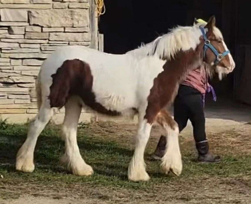Stunning Tri-Color Gypsy Filly