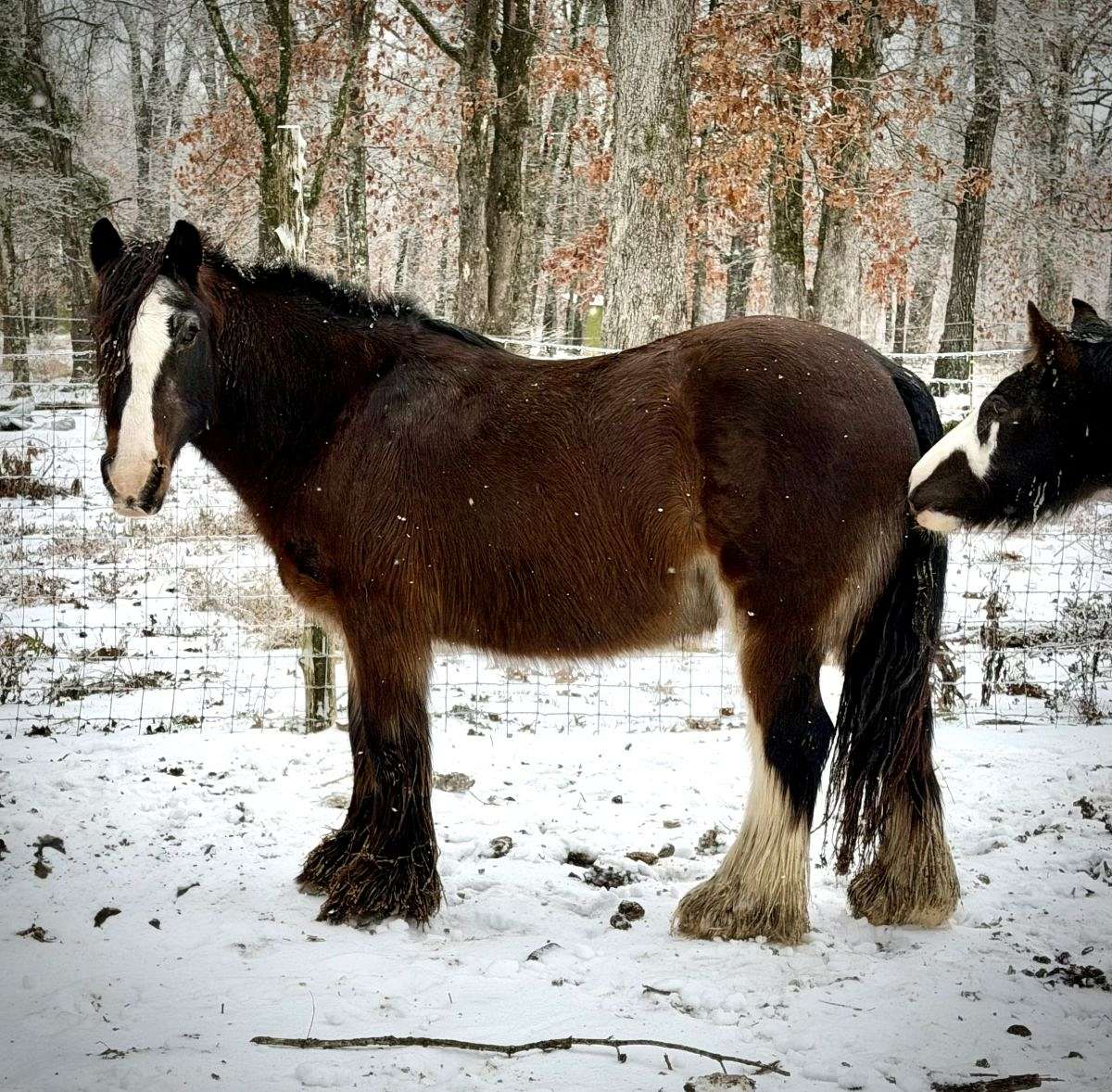 Gypsy Vanner Gelding