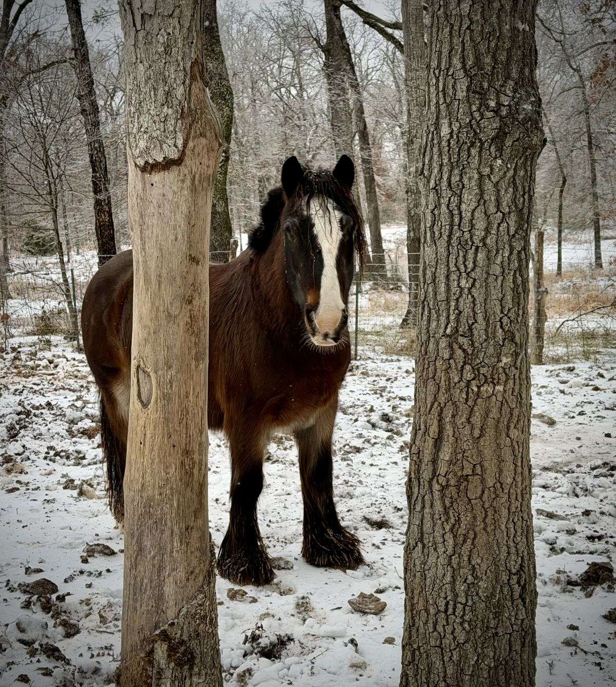 Gypsy Vanner Gelding