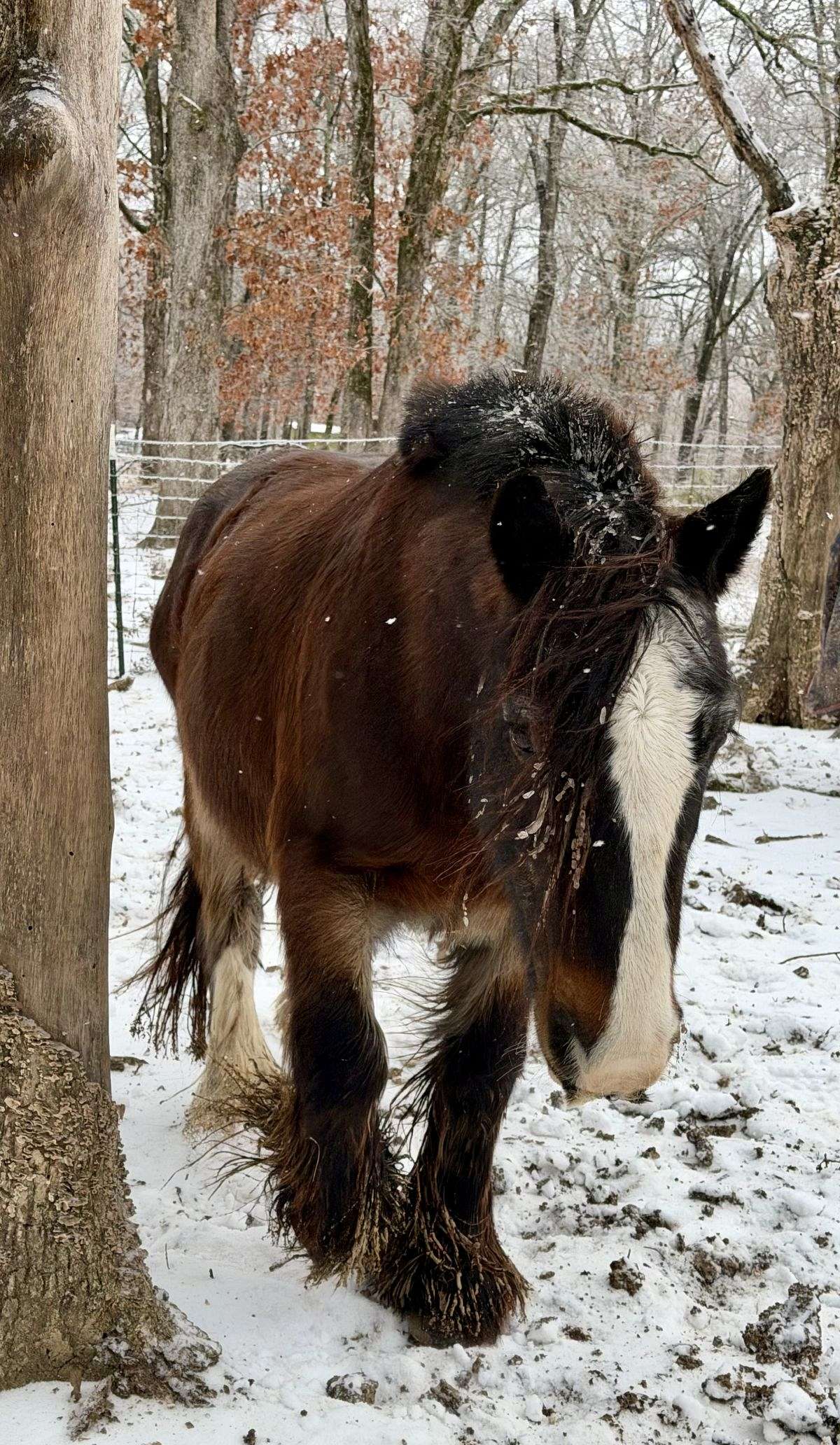 Gypsy Vanner Gelding