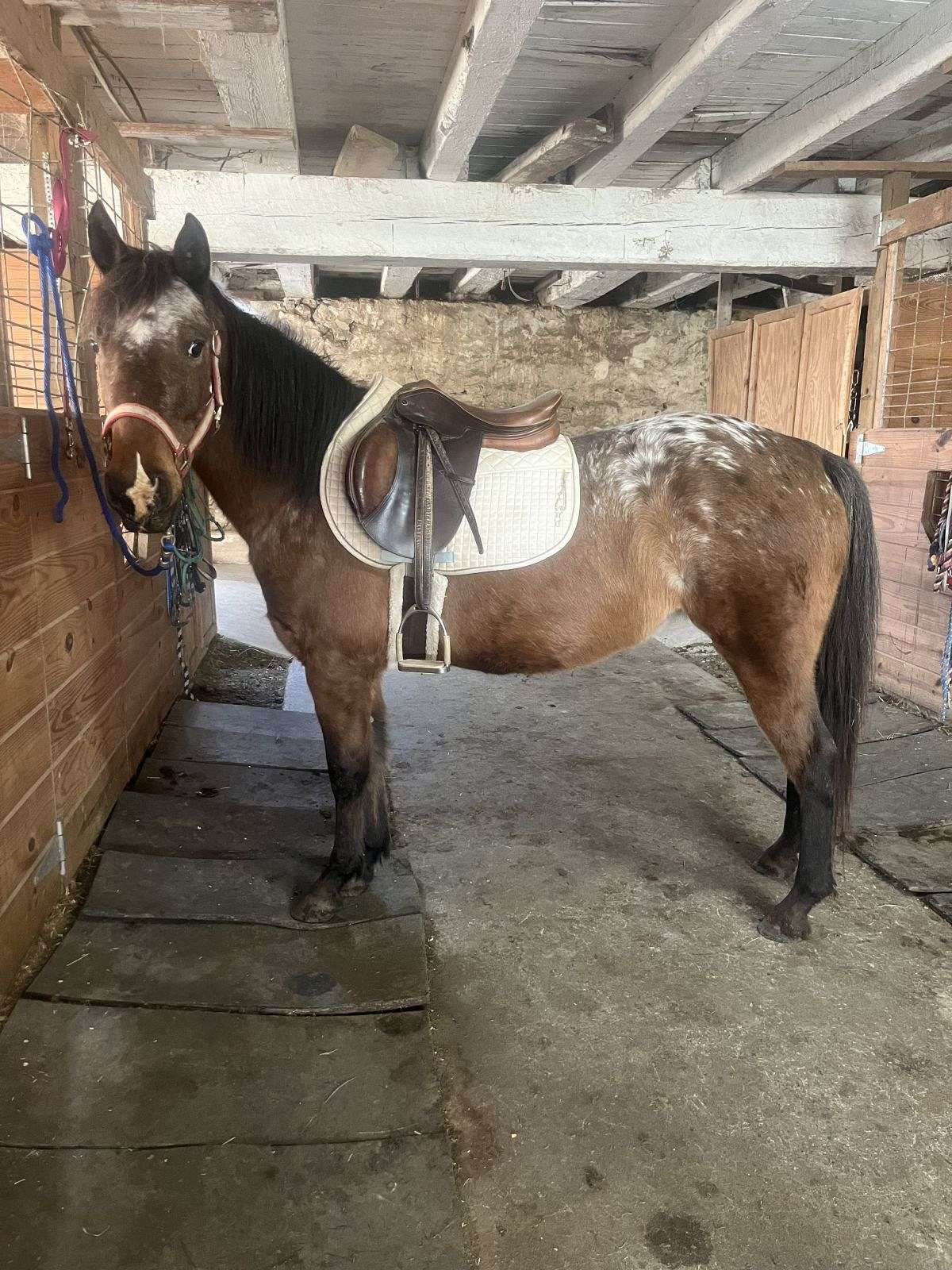 Safe All Around Mare
