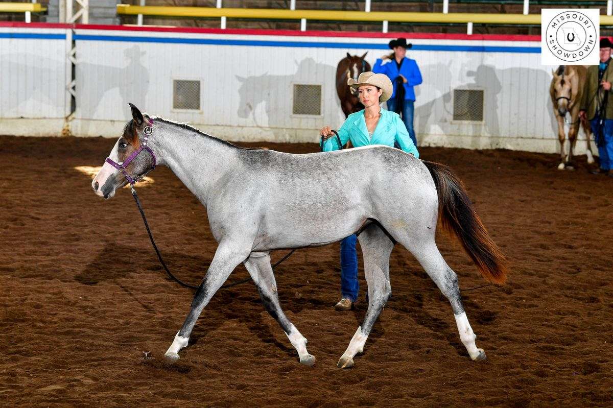 Gorgeous Filly Ready to Go in Any Direction!