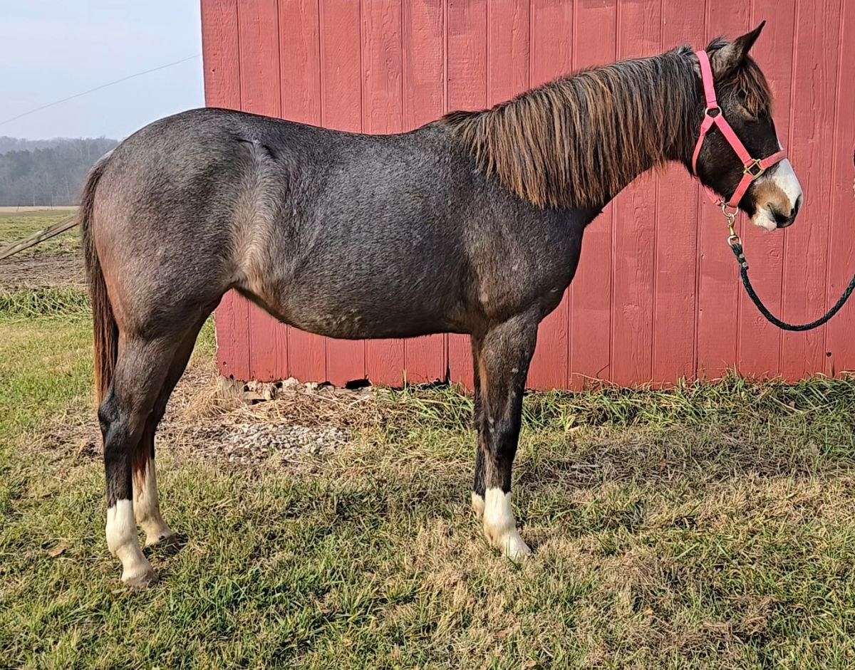 Gorgeous Filly Ready to Go in Any Direction!