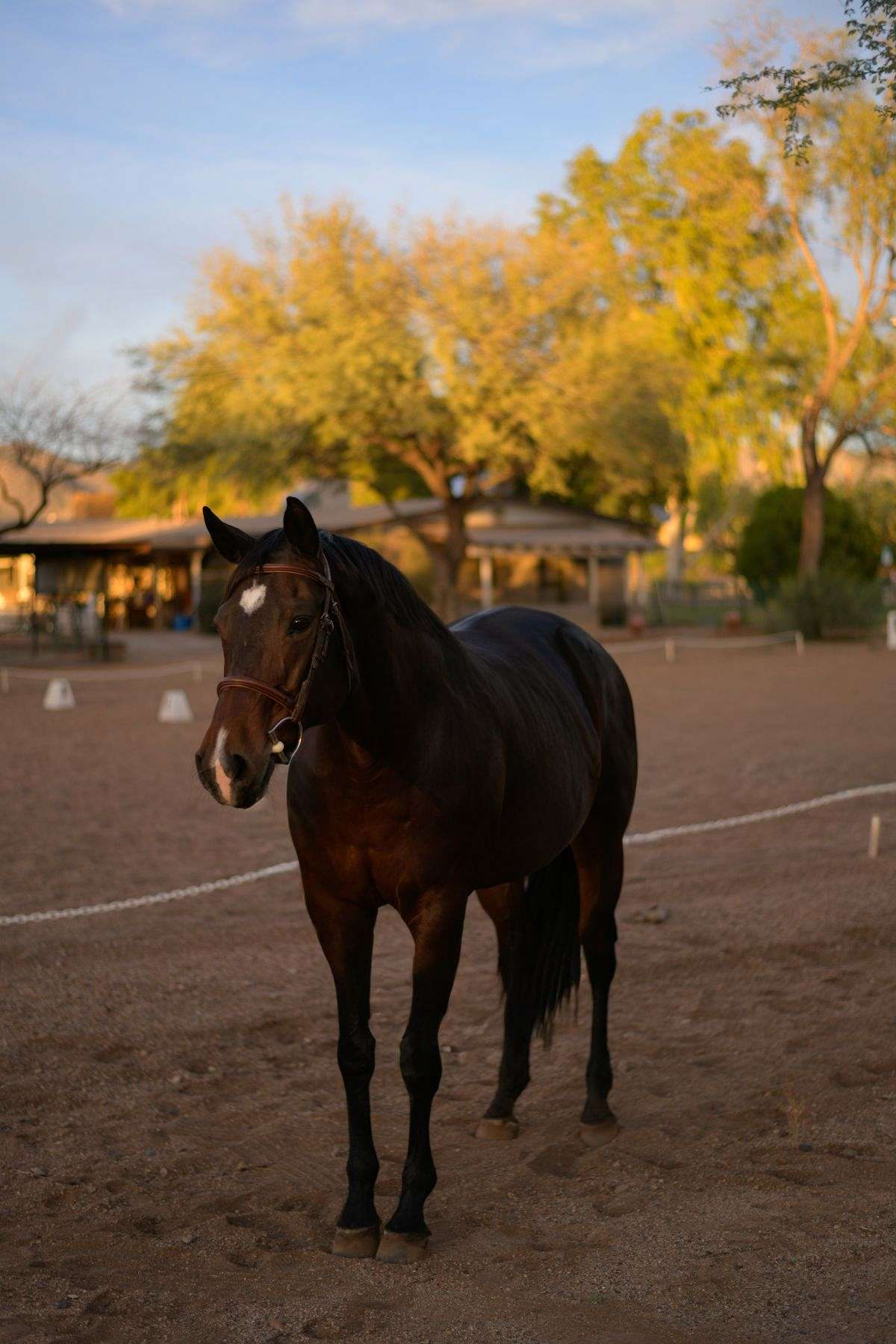 Lily- Hunter/Jumper/Dressage Horse