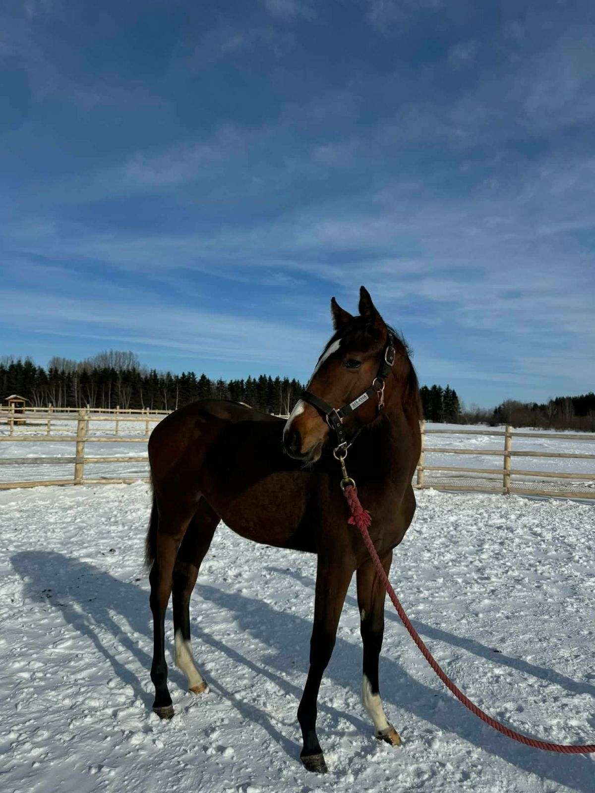Sassy Wb Filly