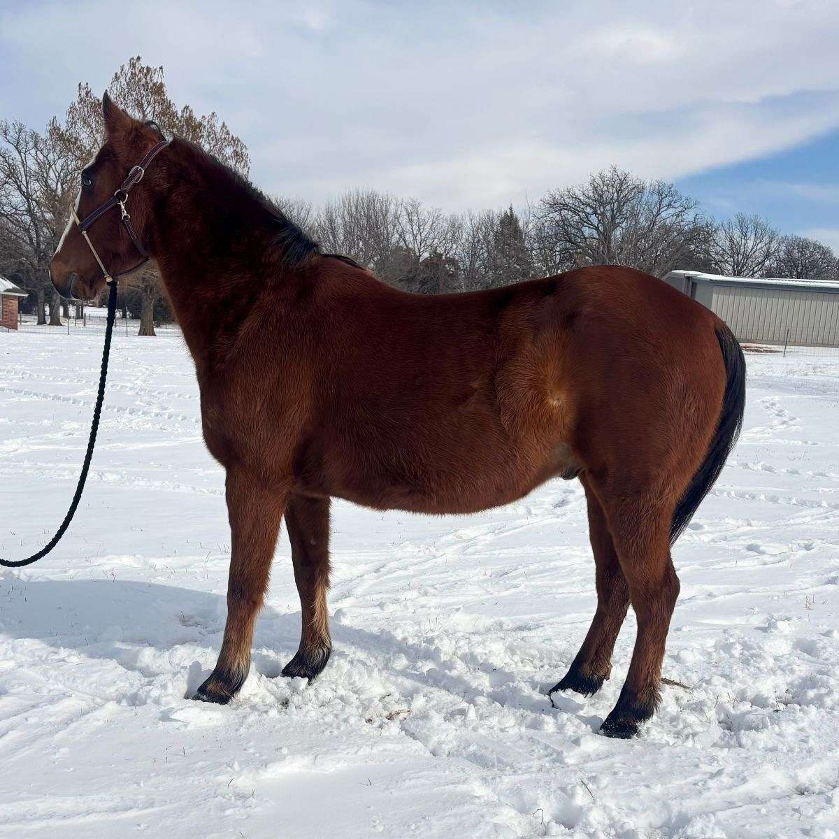 Broke Flashy Gelding