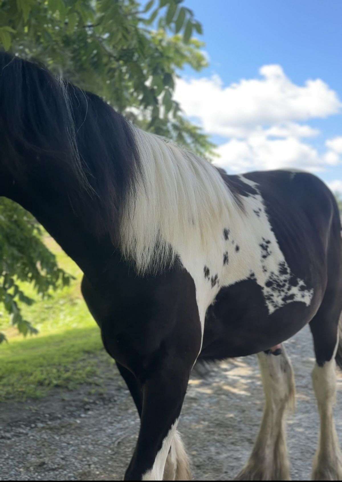 Gorgeous Gypsy Vanner Gelding With Blue Eyes - GVHS Registered