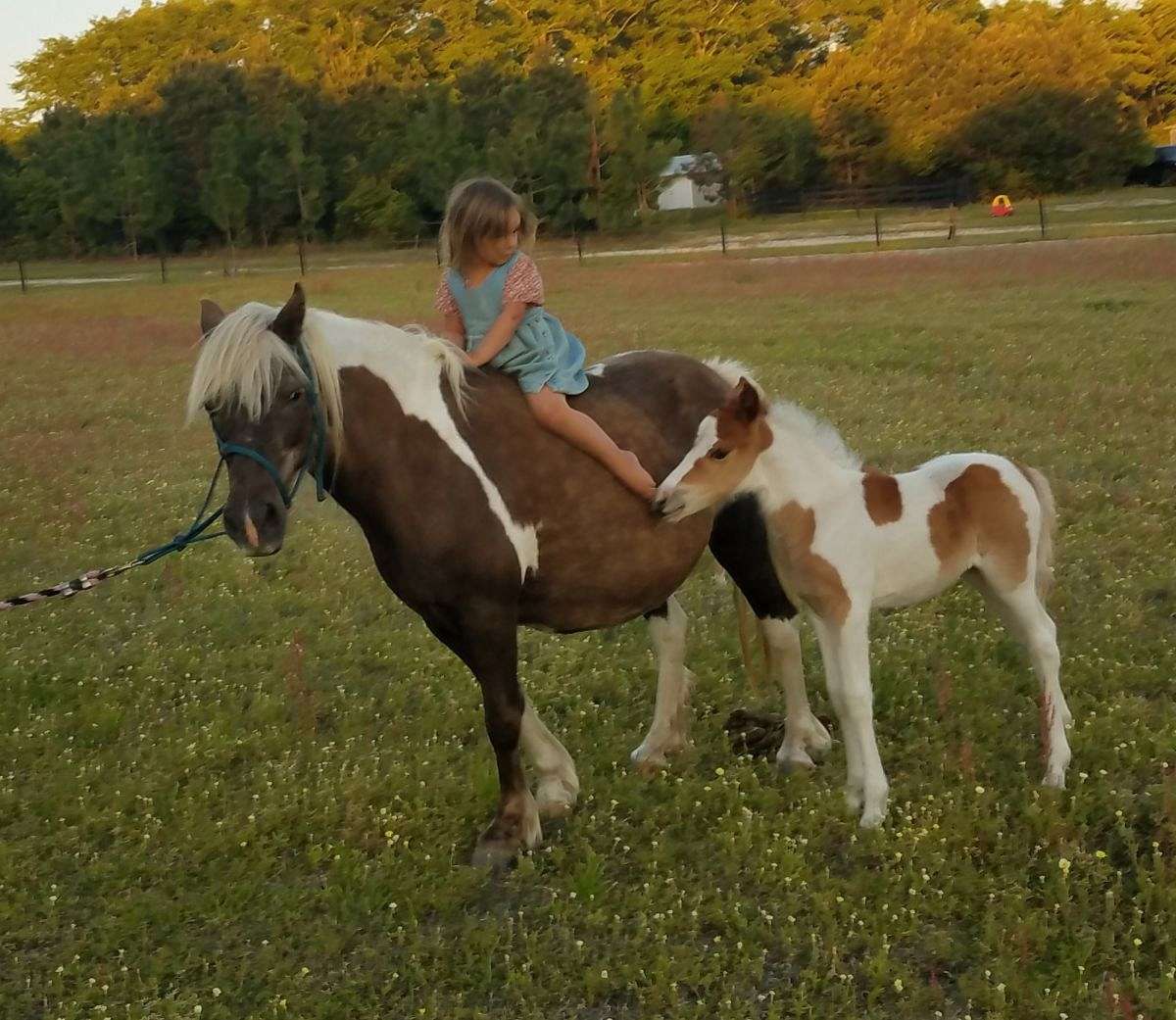 Misty - Adorable Child Friendly Calm Registered Yearling Filly