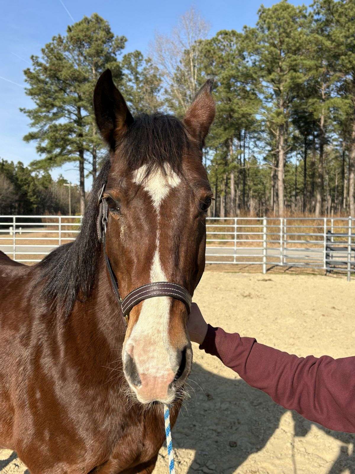 Bay QH Mare