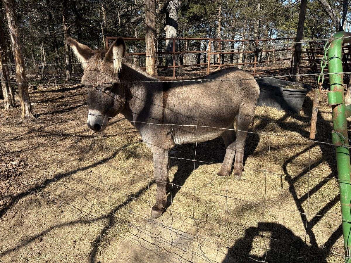Sundance: a Sicilian/Poitou Gelded Donkey, Maynard, Arkansas