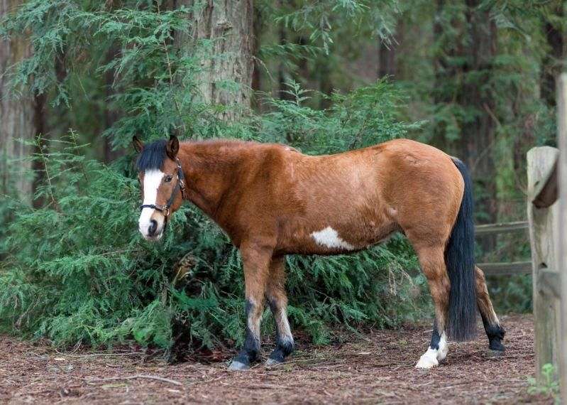 Arabian/Welsh Pony Cross