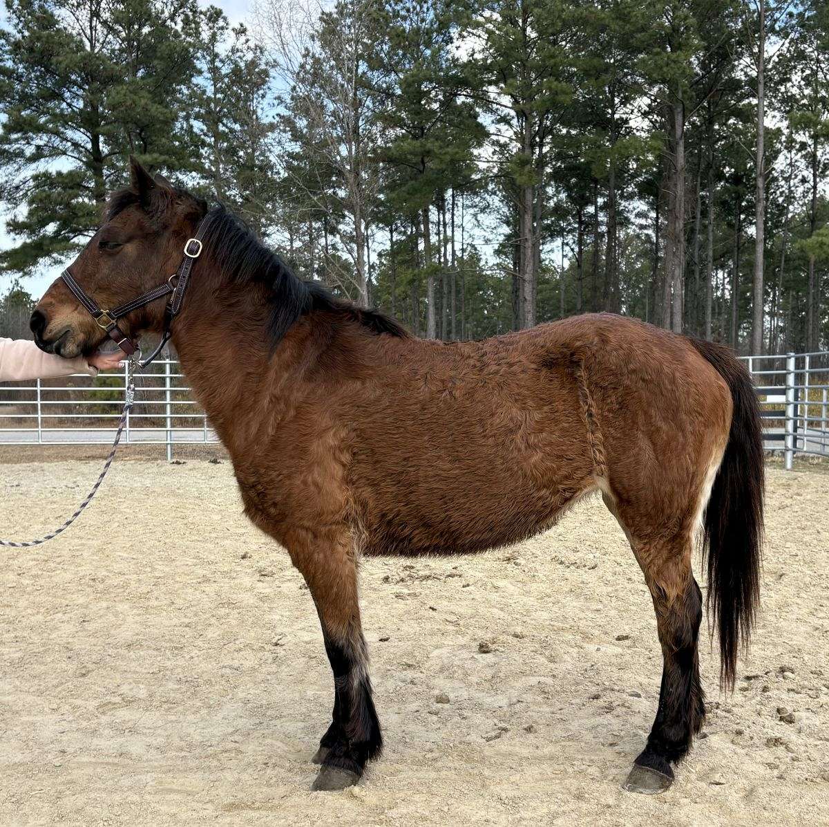 Bay Pony Mare