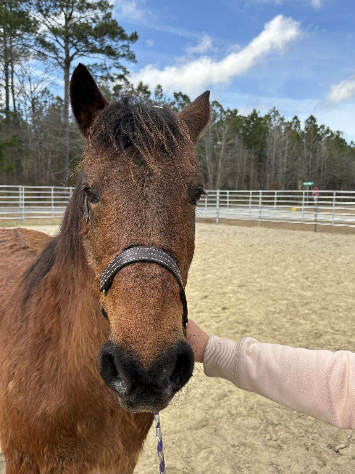 Bay Pony Mare