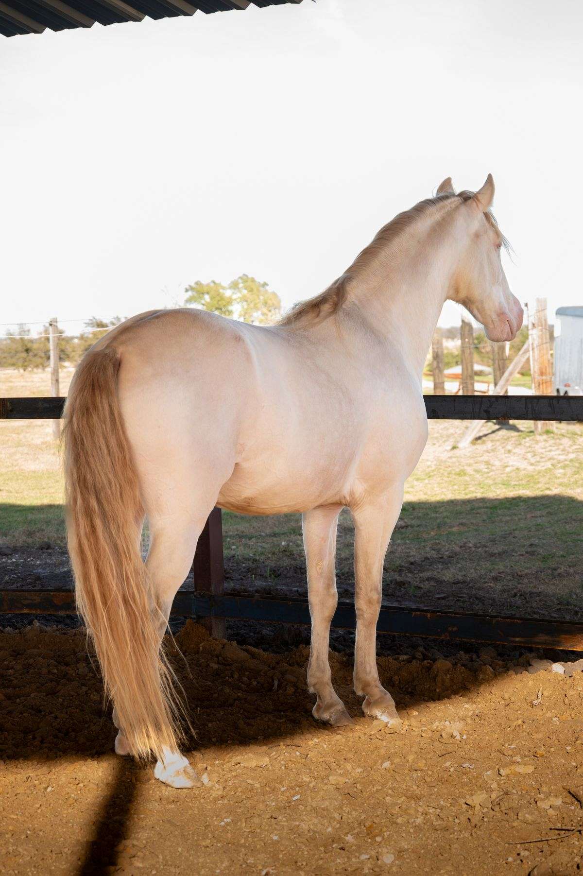 PRE Perlino Colt