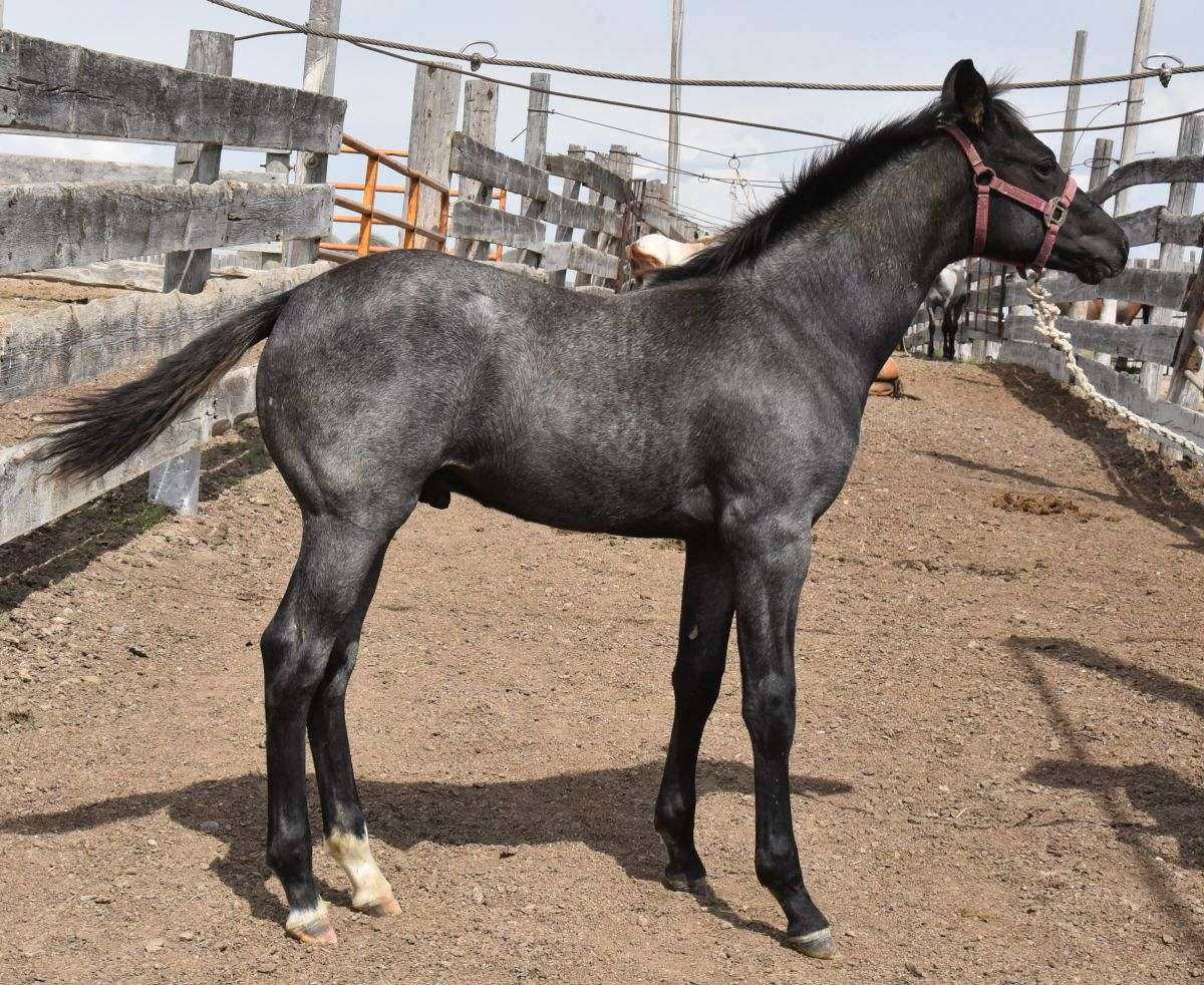 Fantastic Blue Roan Colt