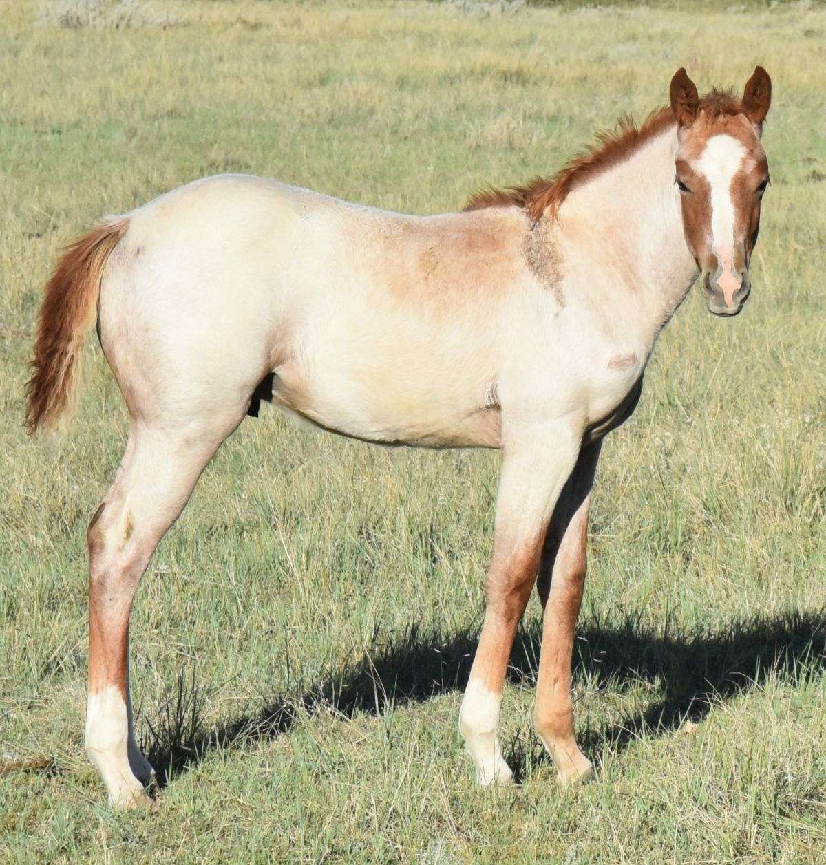 Classy Red Roan Colt