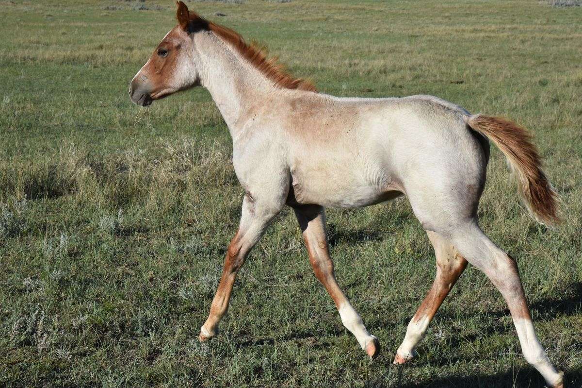 Classy Red Roan Colt