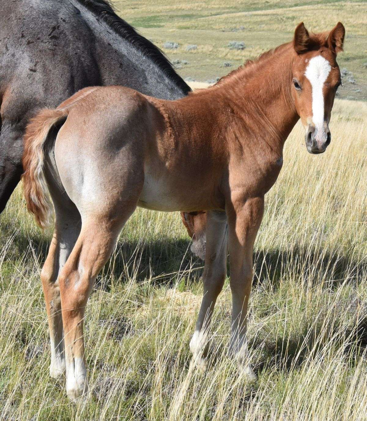 Classy Red Roan Colt