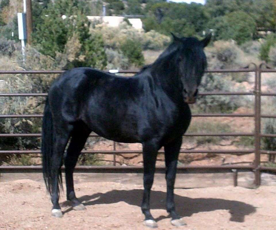 Andalusian Black Bay for Sale
