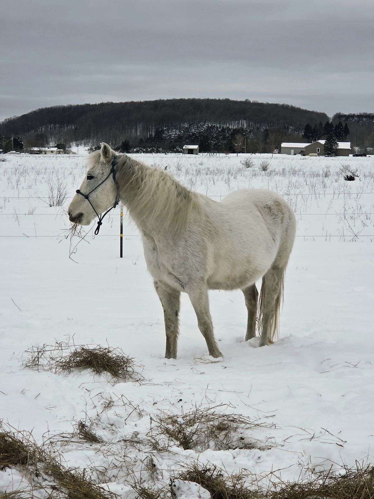 Pony Mare