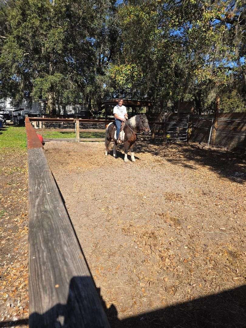 Tennessee Walking Horse Stallion