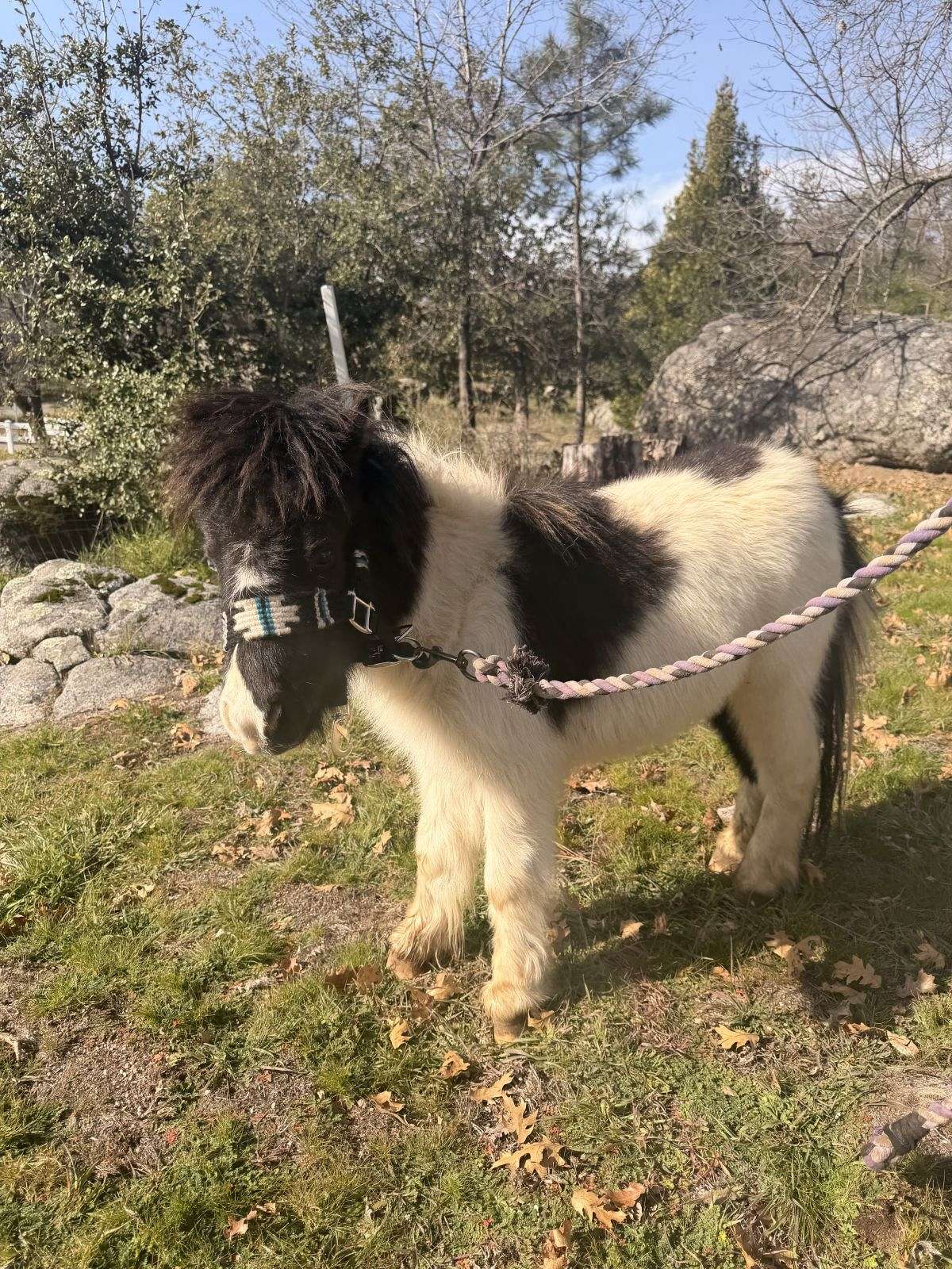 Mini Horse Colt