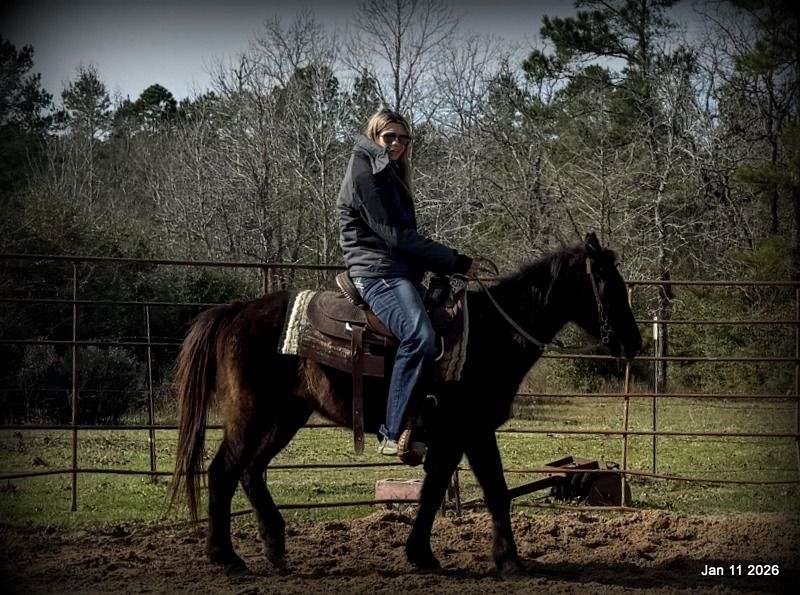 Cute, Sweet Mare | Gentle Disposition