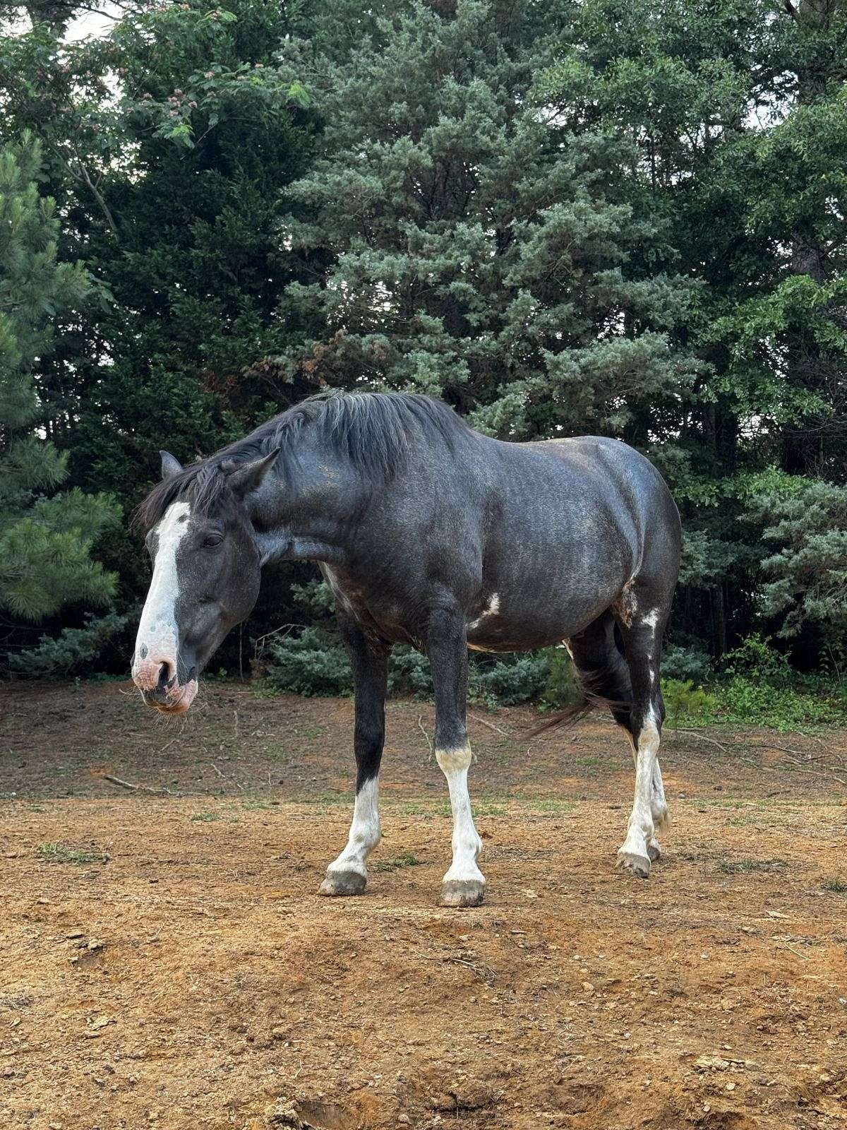 Tennessee Walker Gelding