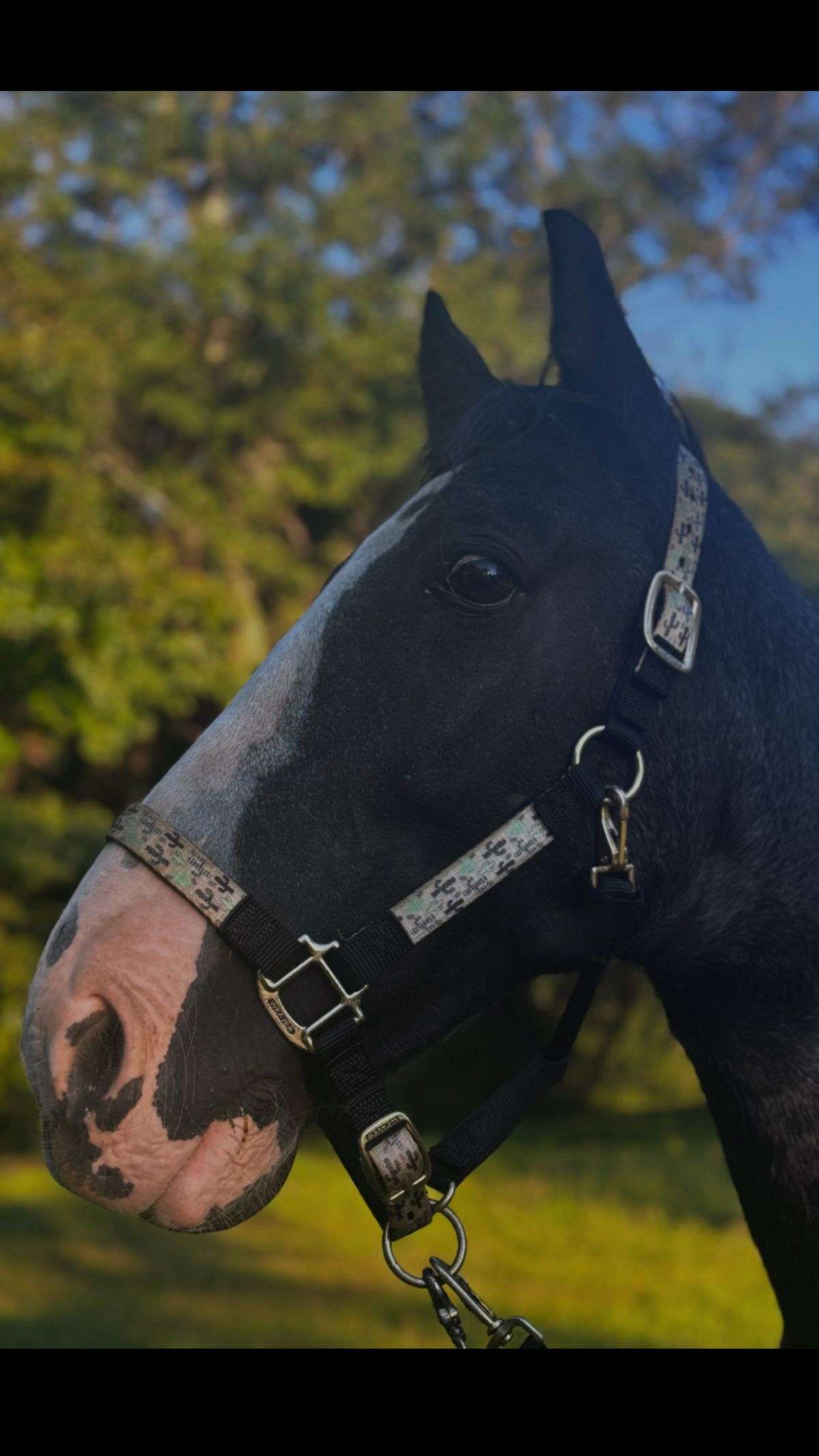 Tennessee Walker Gelding