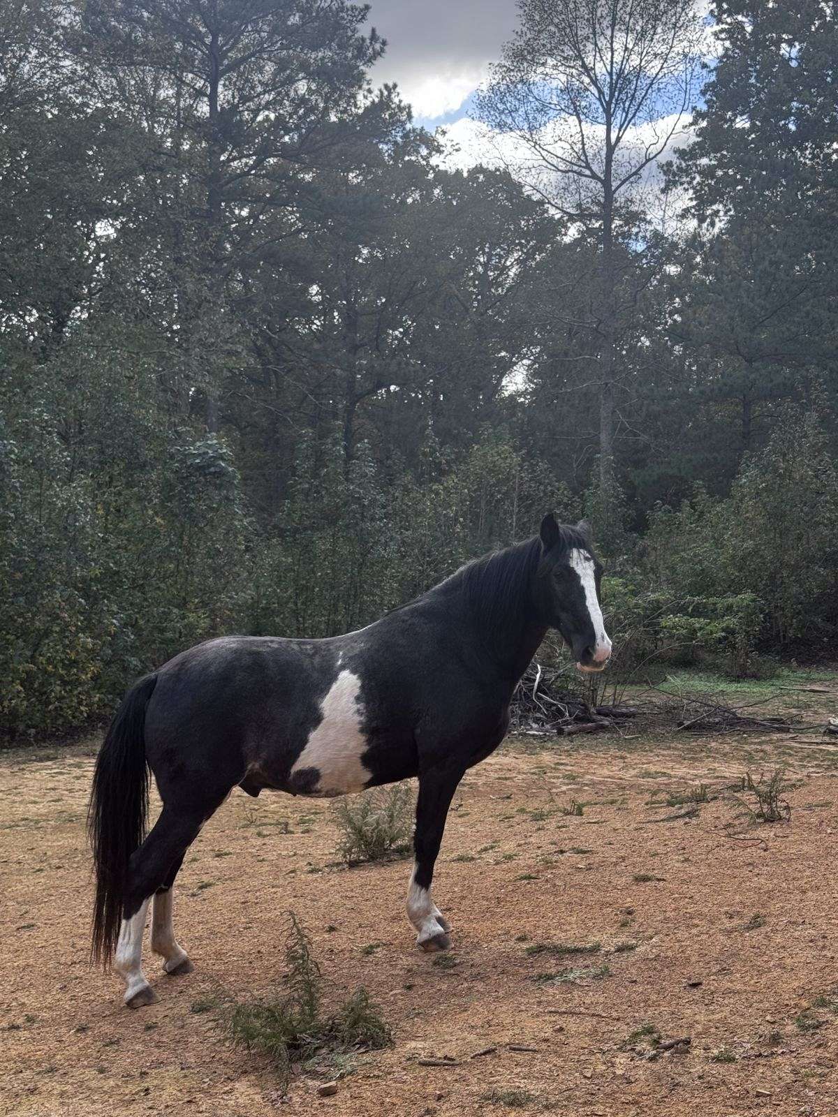 Tennessee Walker Gelding