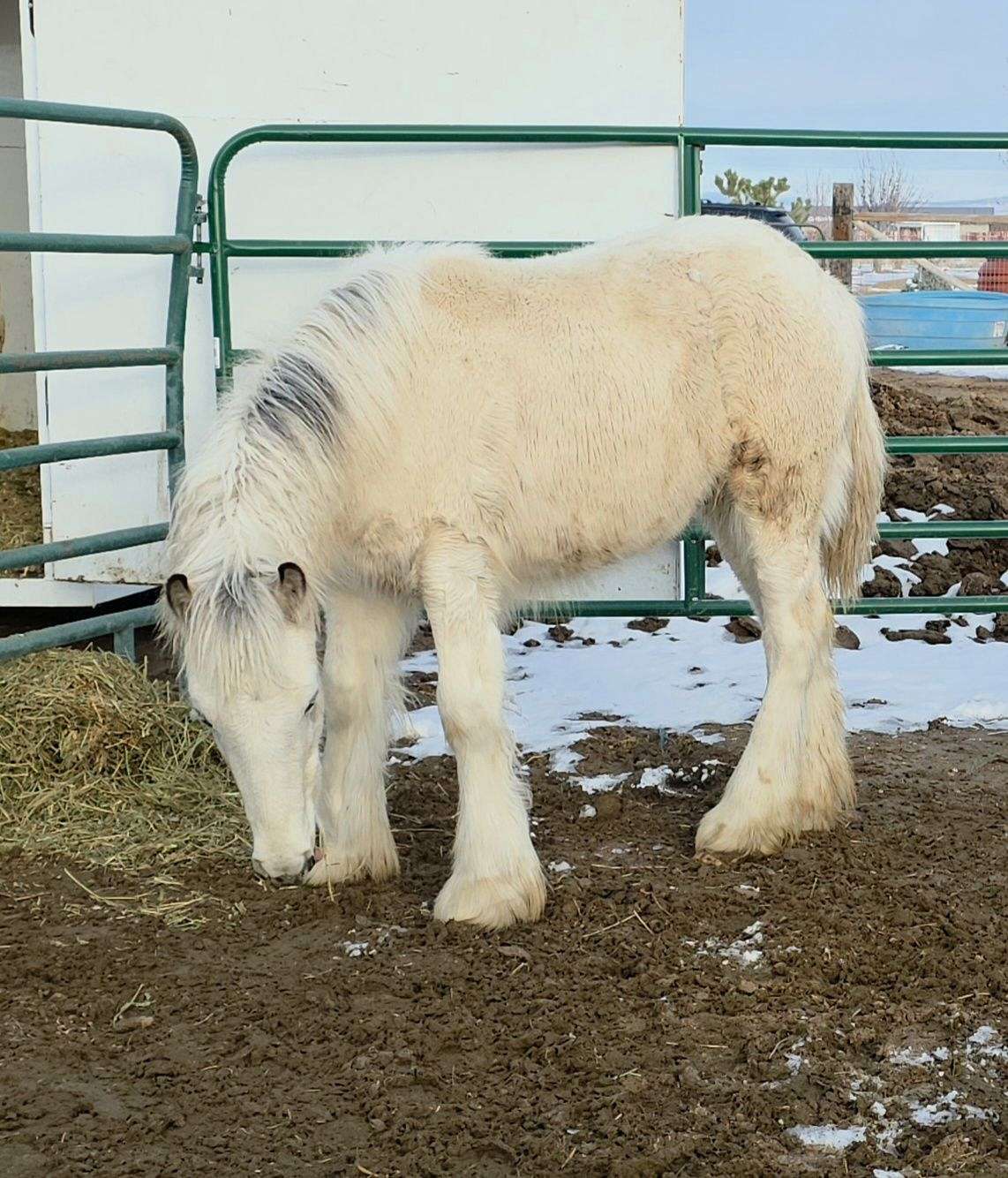 Gypsy Vanner Blue Eyed Buckskin Colt