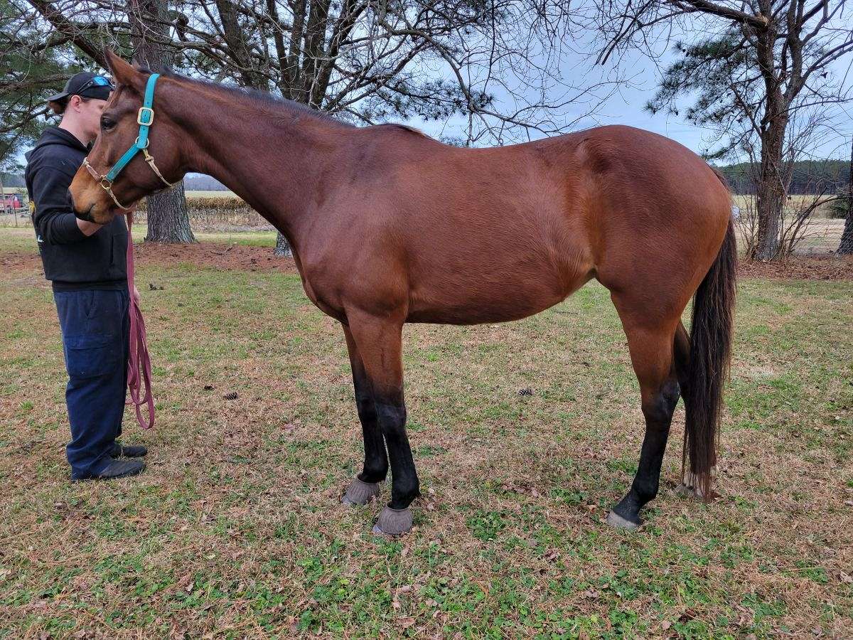OTTB Project Mare