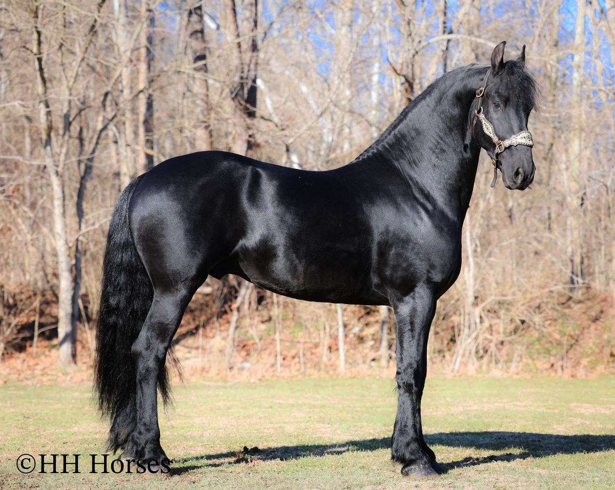 Very Fancy, Lots of Action, Registered Purebred Friesian Stallion, Gentle