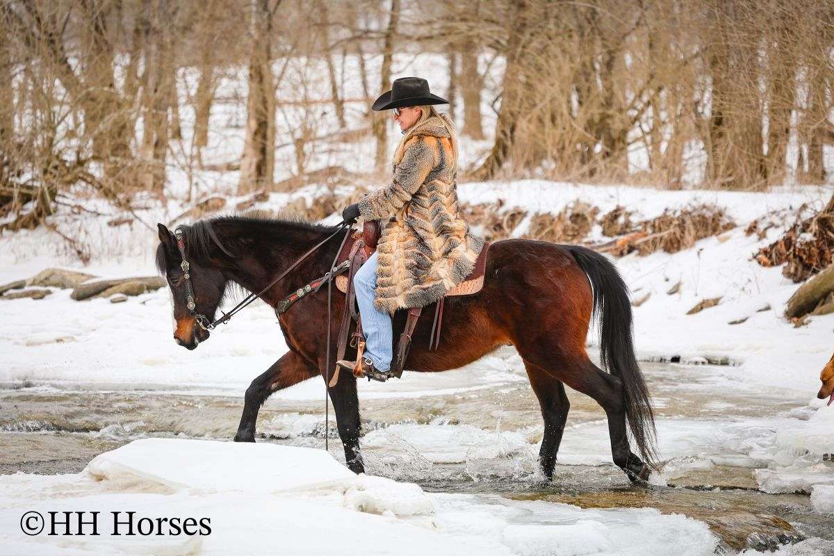 Family Friendly Gentle Dark Bay Morgan QH Cross Gelding, Youth Ridden